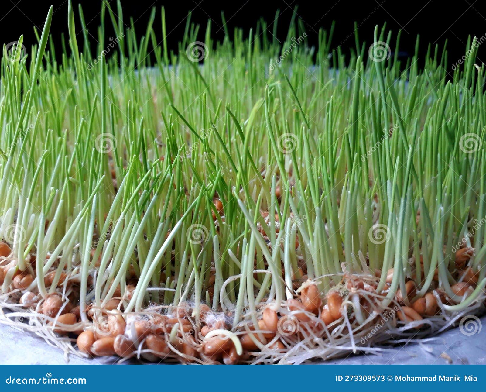 Hydroponic grass stock image. Image of flower, produce - 273309573