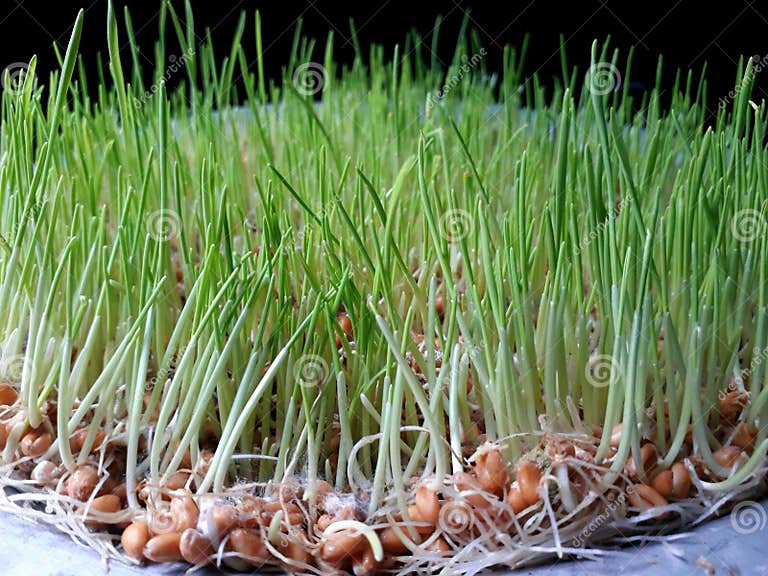 Hydroponic grass stock image. Image of flower, produce - 273309573