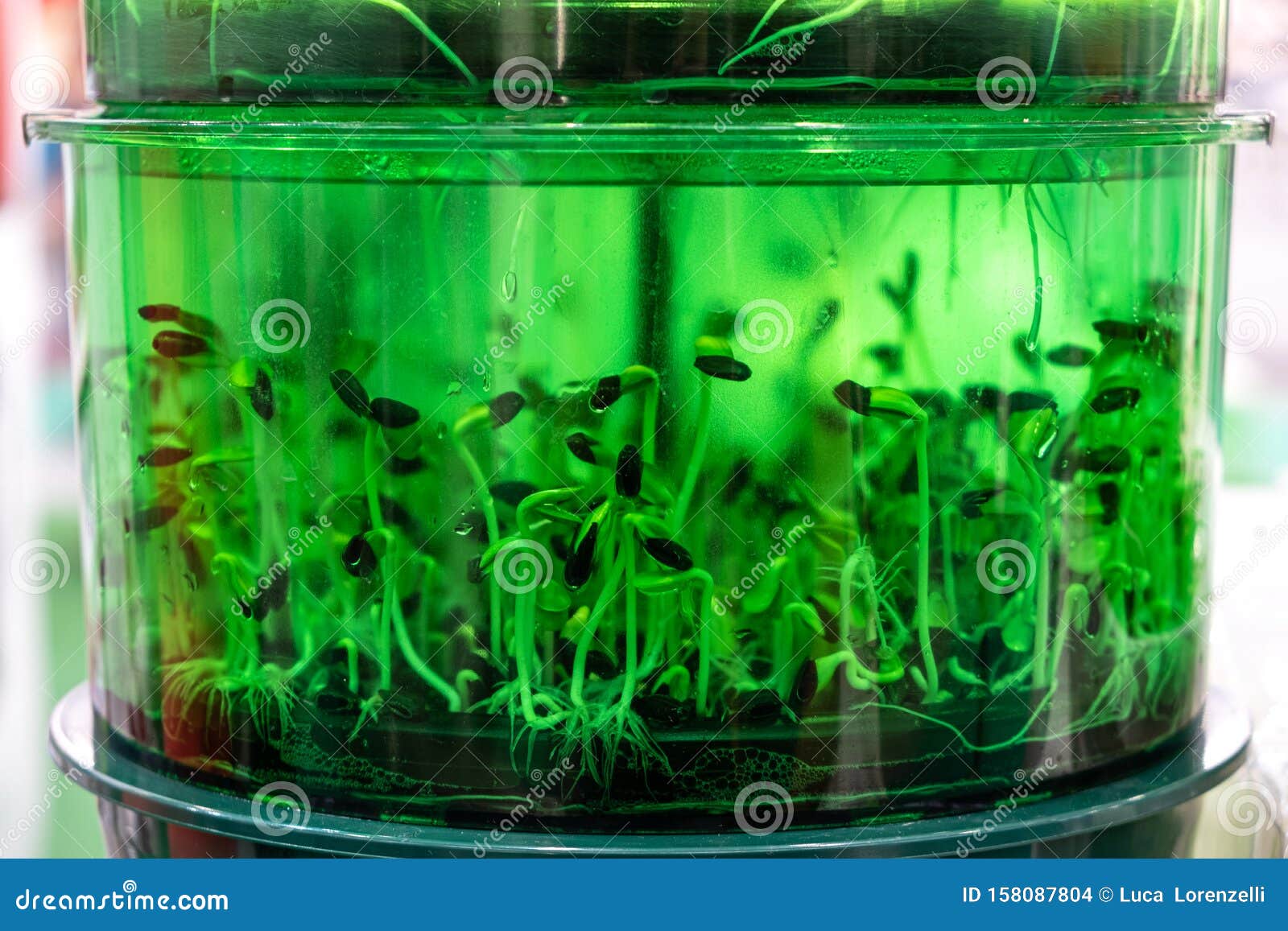 Hydroponic Green Color Glass Buds Stock Photo - Image of green ...