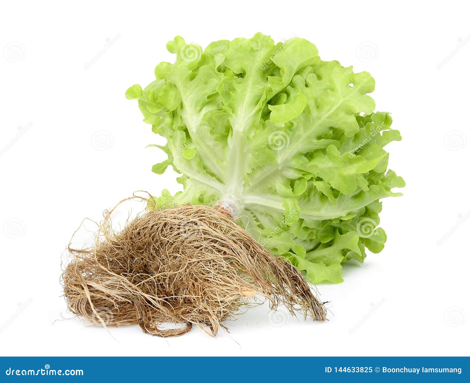 Hydroponic Green Oak Lettuce With Root Isolated On White Royalty-Free ...