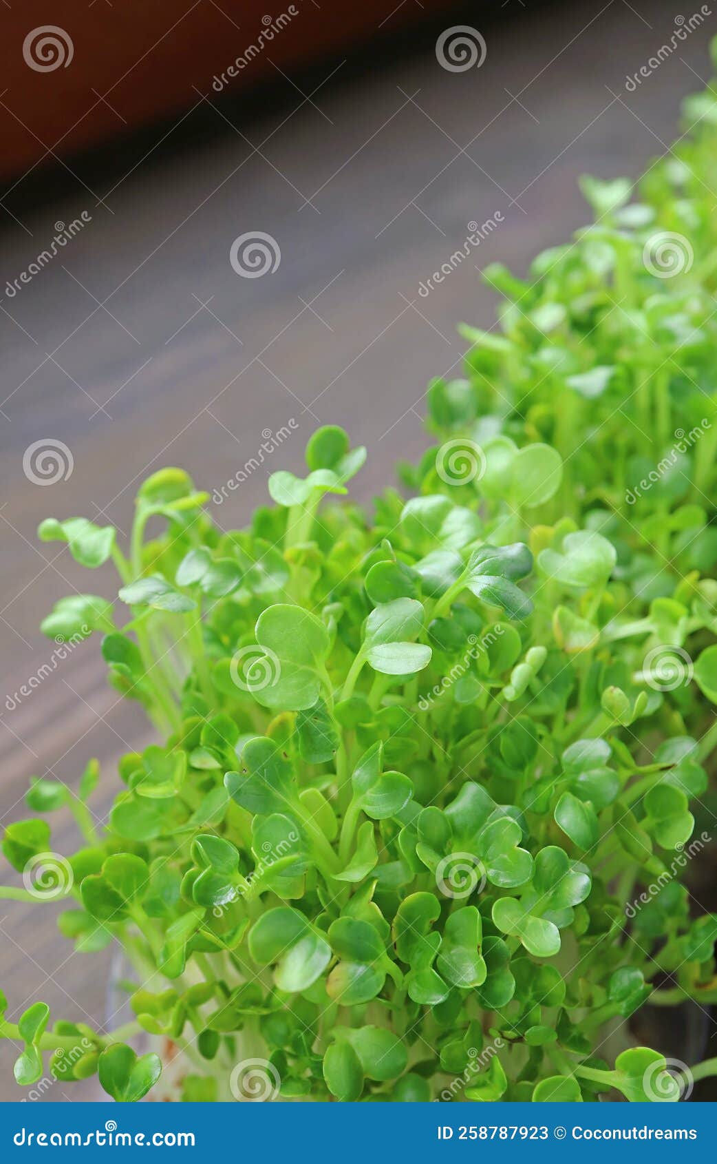 Hydroponic Kaiware Daikon Microgreen Grown As Indoor Houseplants Ready ...