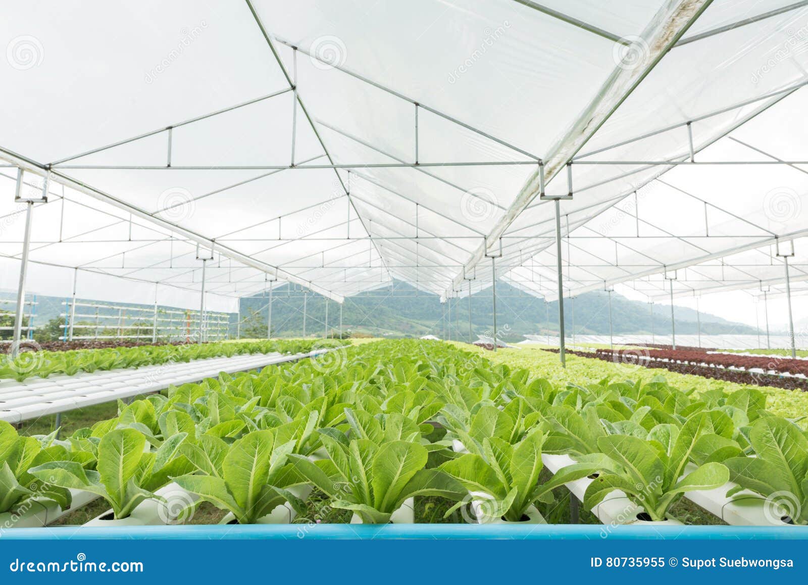 Hydroponic lettuce in farm stock image. Image of agriculture - 80735955