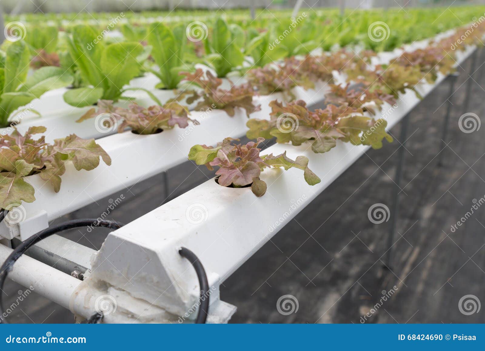 Hydroponic Lettuce Vegetable Growing in Agriculture Farm Stock Photo ...