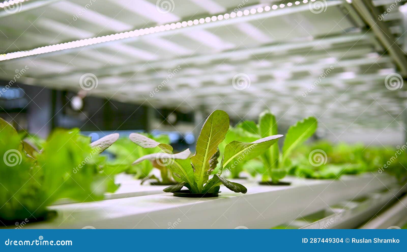 Hydroponic Lettuces in Hydroponic Pipe. Hydroponic Vegetable Farm Stock ...