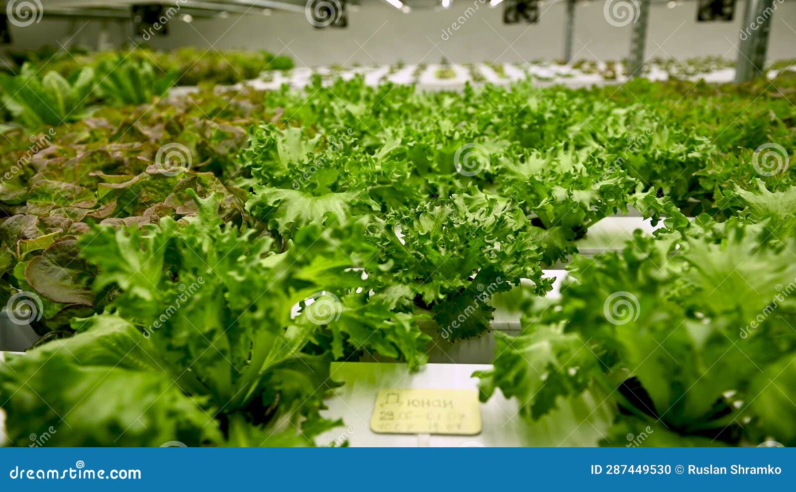 Hydroponic Lettuces in Hydroponic Pipe. Hydroponic Vegetable Farm Stock ...