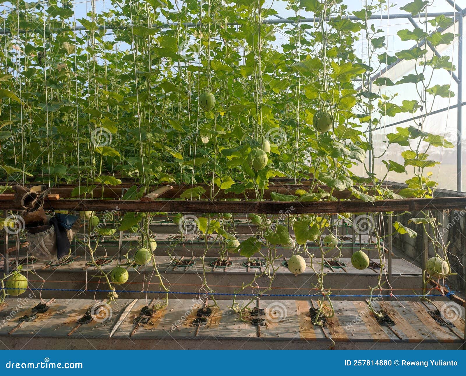 Hydroponic Melon and Watermelon Plants in the Garden Stock Photo ...
