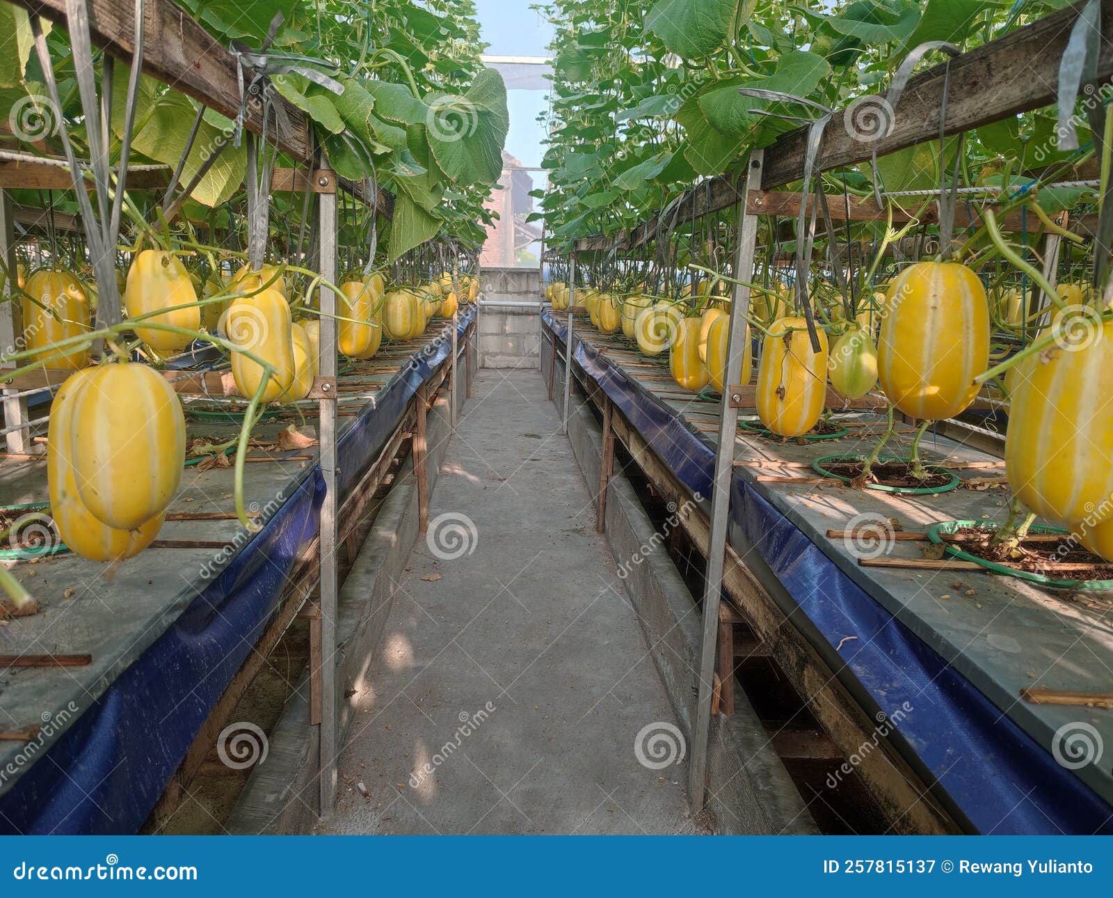 Hydroponic Melon and Watermelon Plants in the Garden Stock Image ...