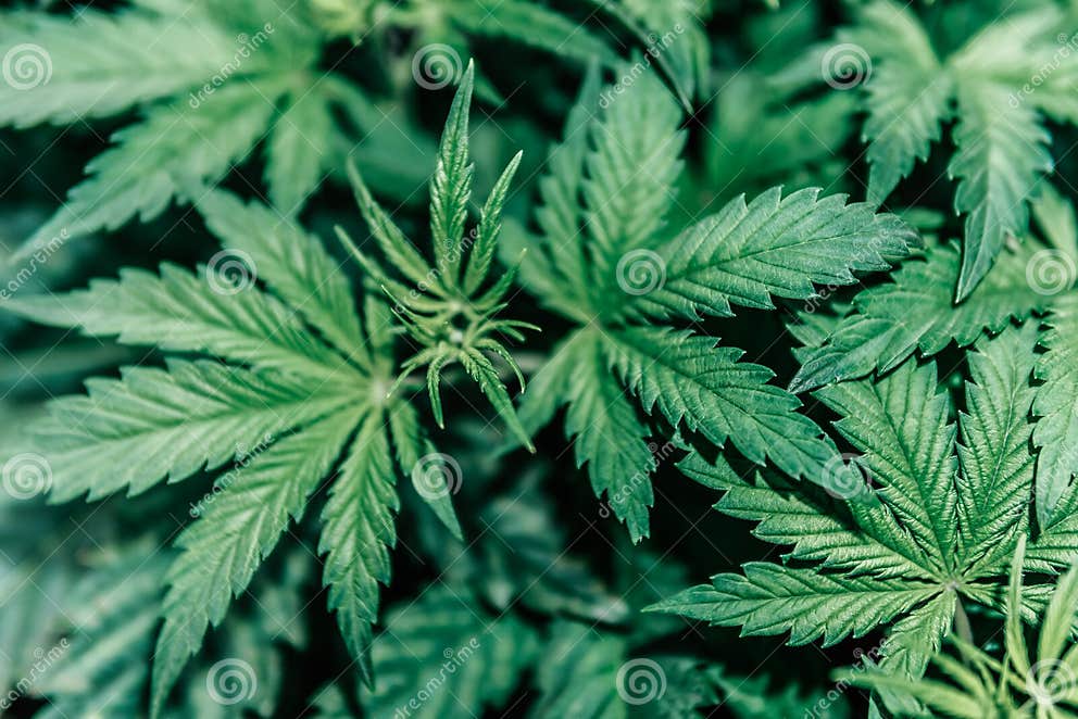 Hydroponic Method of Growing Cannabis Stock Image - Image of medicine ...