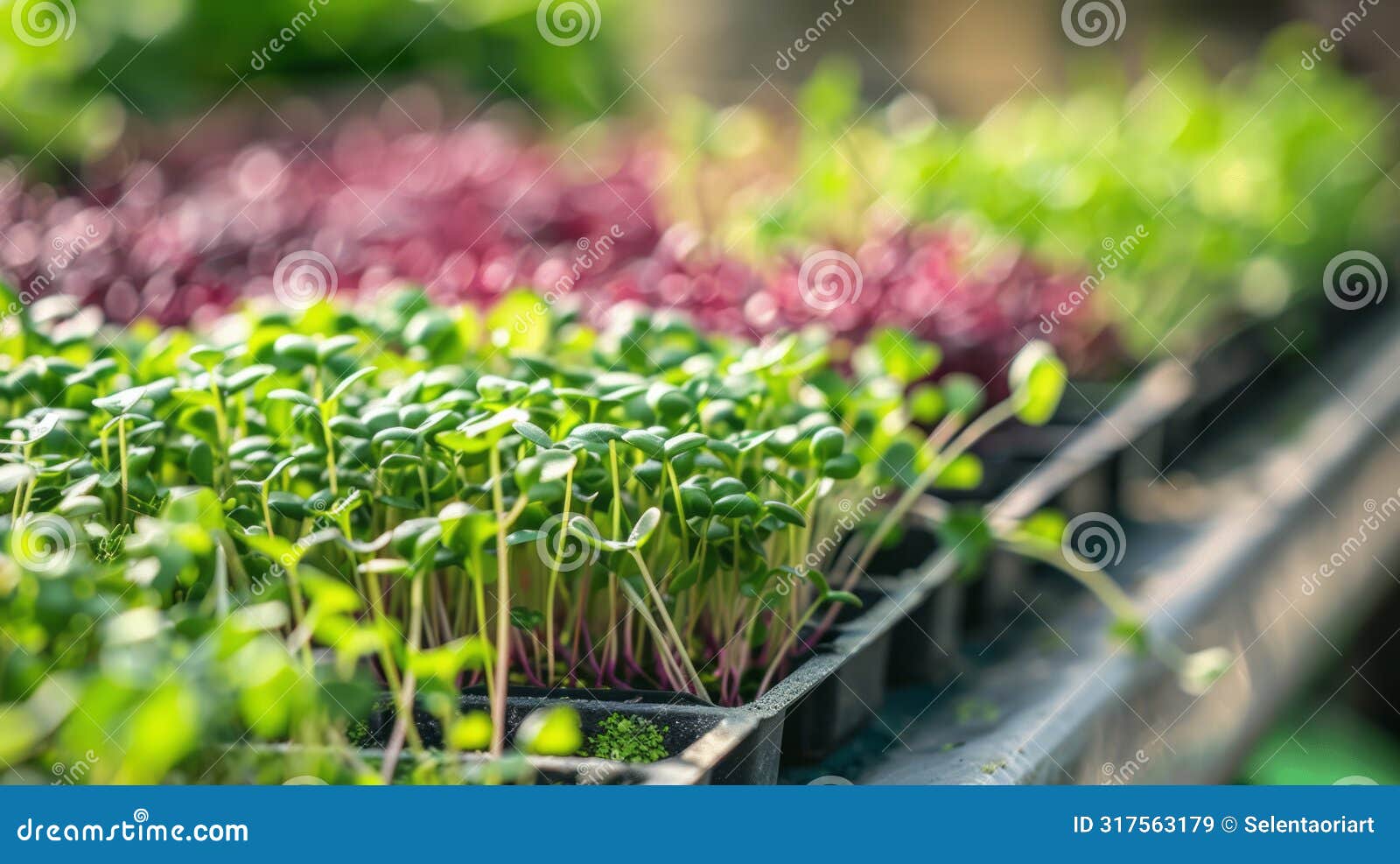 Hydroponic Microgreen Growing System Royalty-Free Stock Image ...