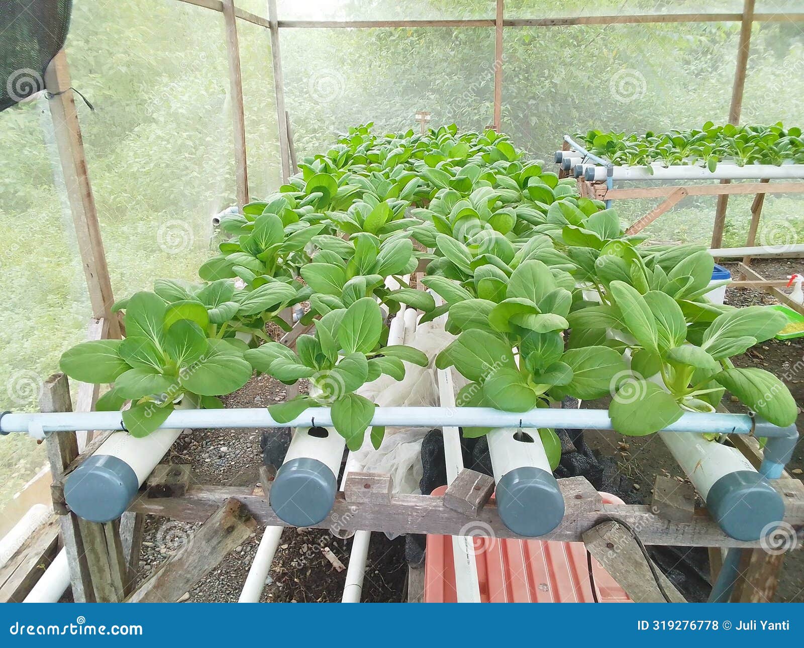 Hydroponic Pakcoy Deep Flow Technique System Stock Photo - Image of ...
