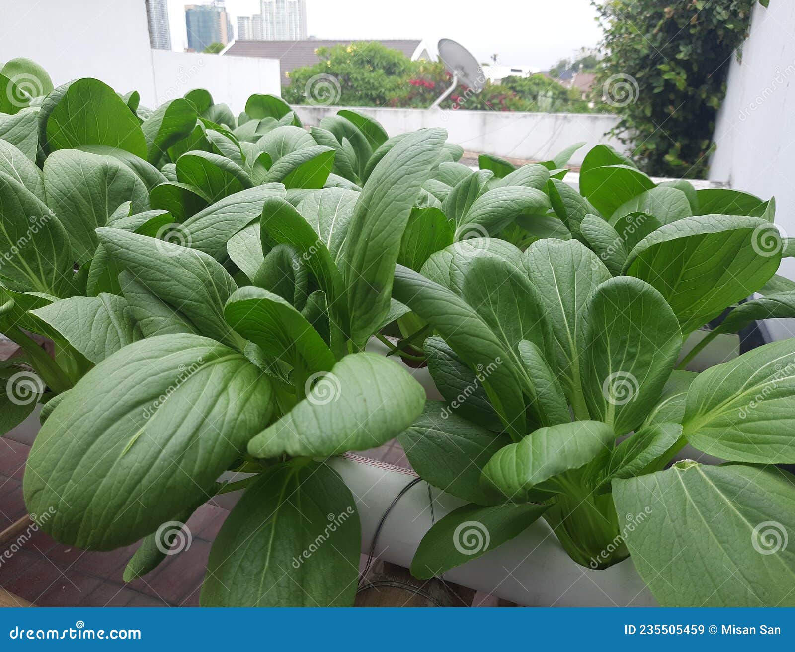 Hydroponic Pakcoy Vegetables in the Garden. Pakcoy in Hydroponic Pipe ...