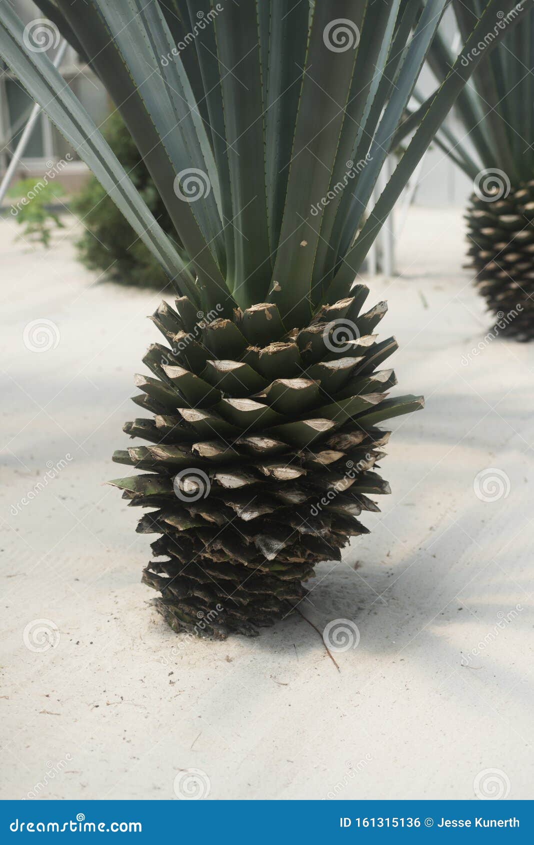 Hydroponic Pineapple Growing in Sand Stock Photo - Image of method ...