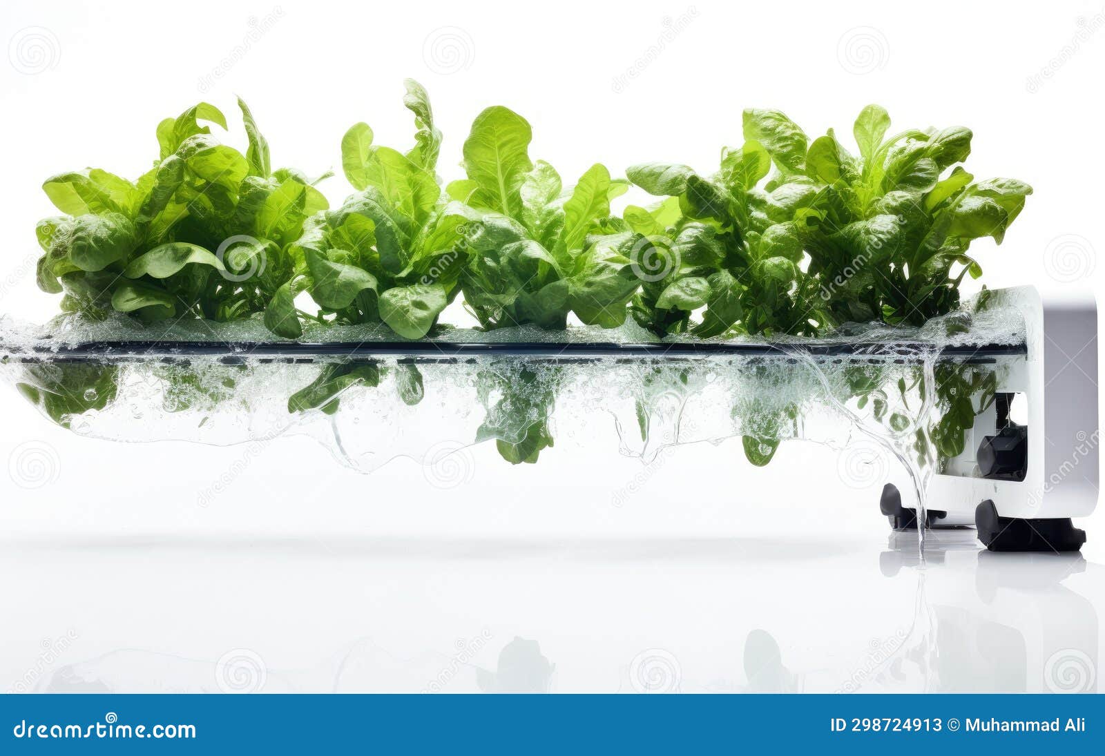 Hydroponic Plant Cultivation on White Background Stock Image - Image of ...
