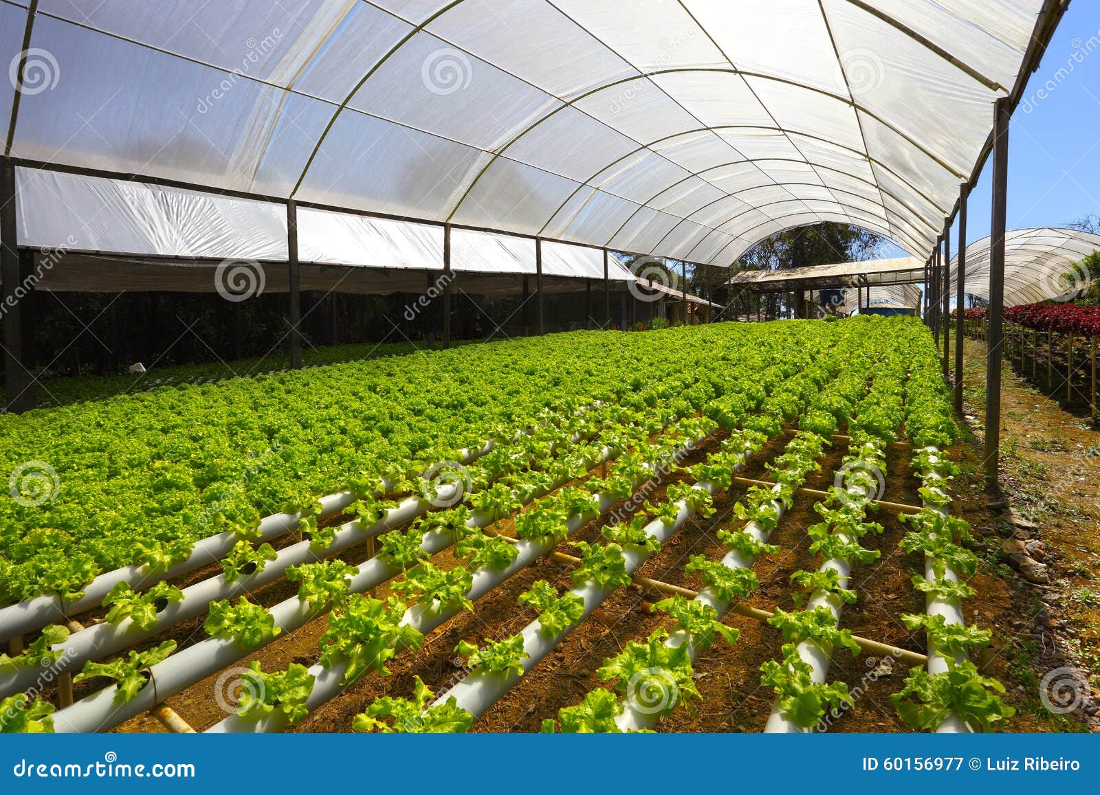 Hydroponic planting stock image. Image of farm, cultivate - 60156977