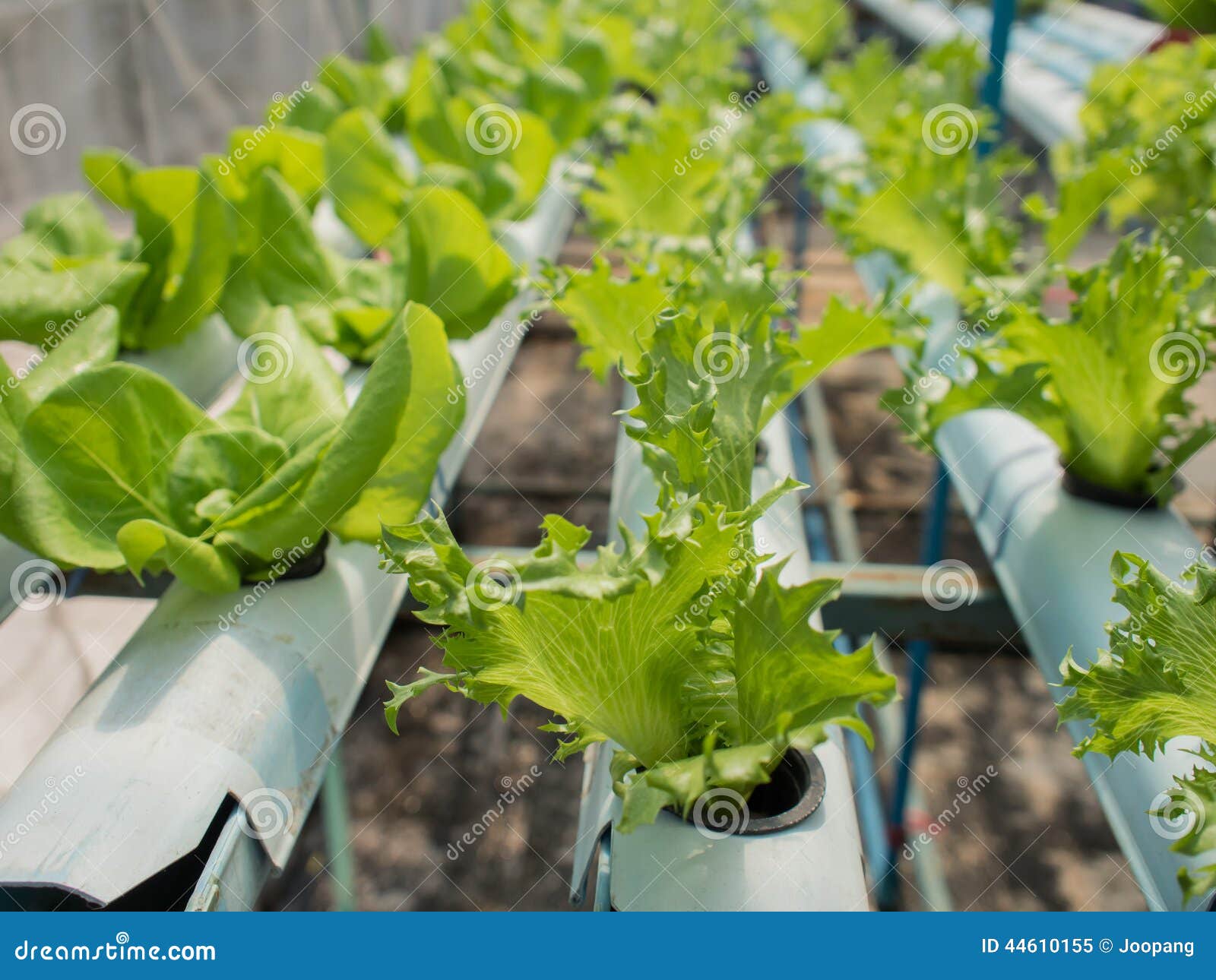 Hydroponic plants stock image. Image of grow, greenhouse - 44610155