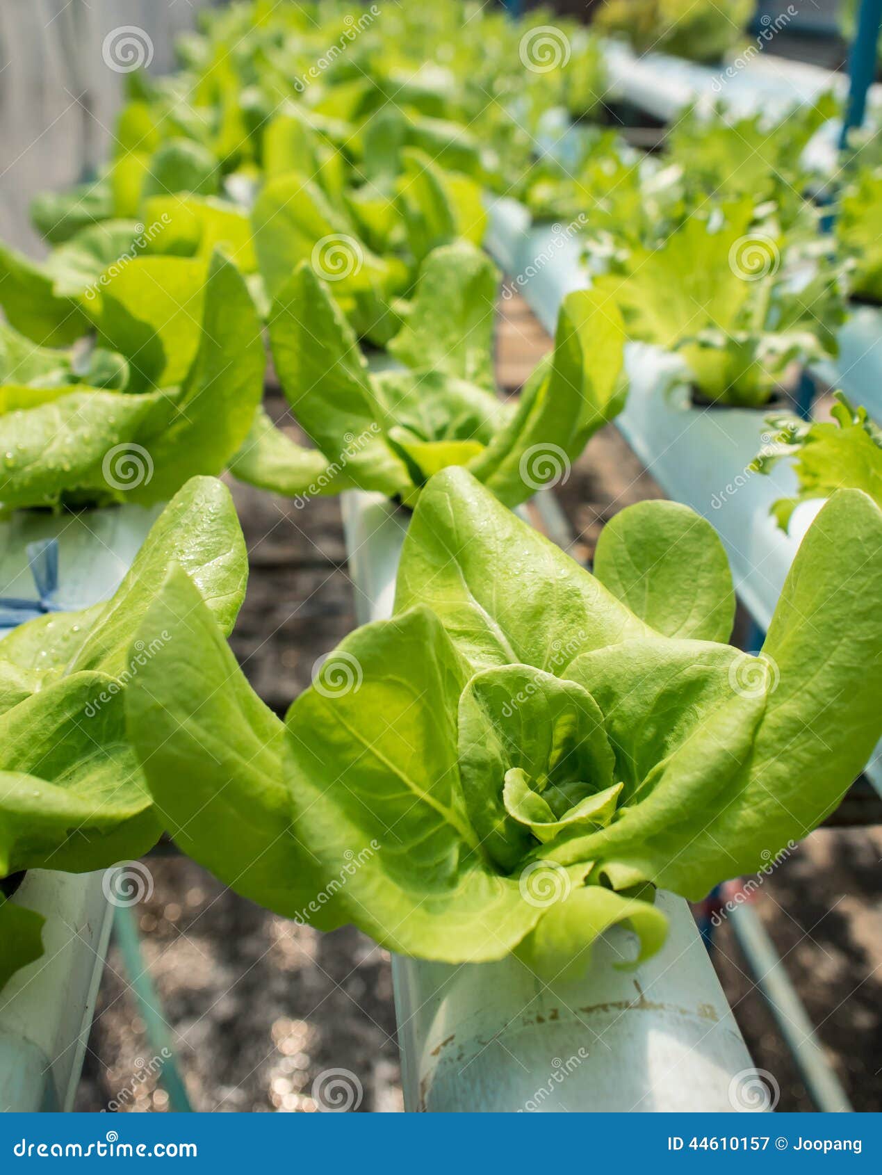 Hydroponic plants stock image. Image of young, food, industry - 44610157
