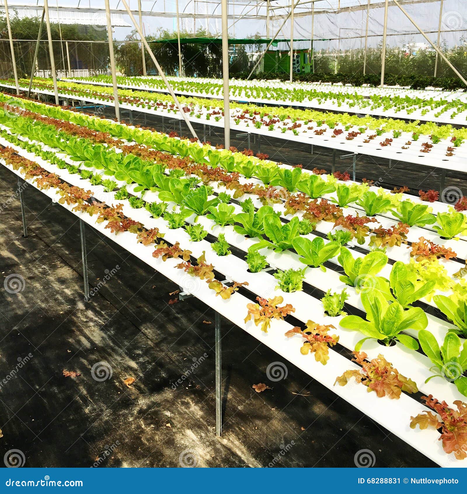 Hydroponic plants in farm stock image. Image of food - 68288831