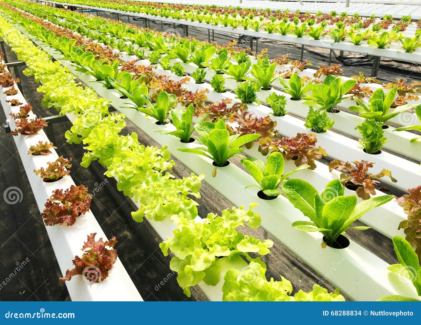 Hydroponic plants in farm stock photo. Image of grow - 68288834