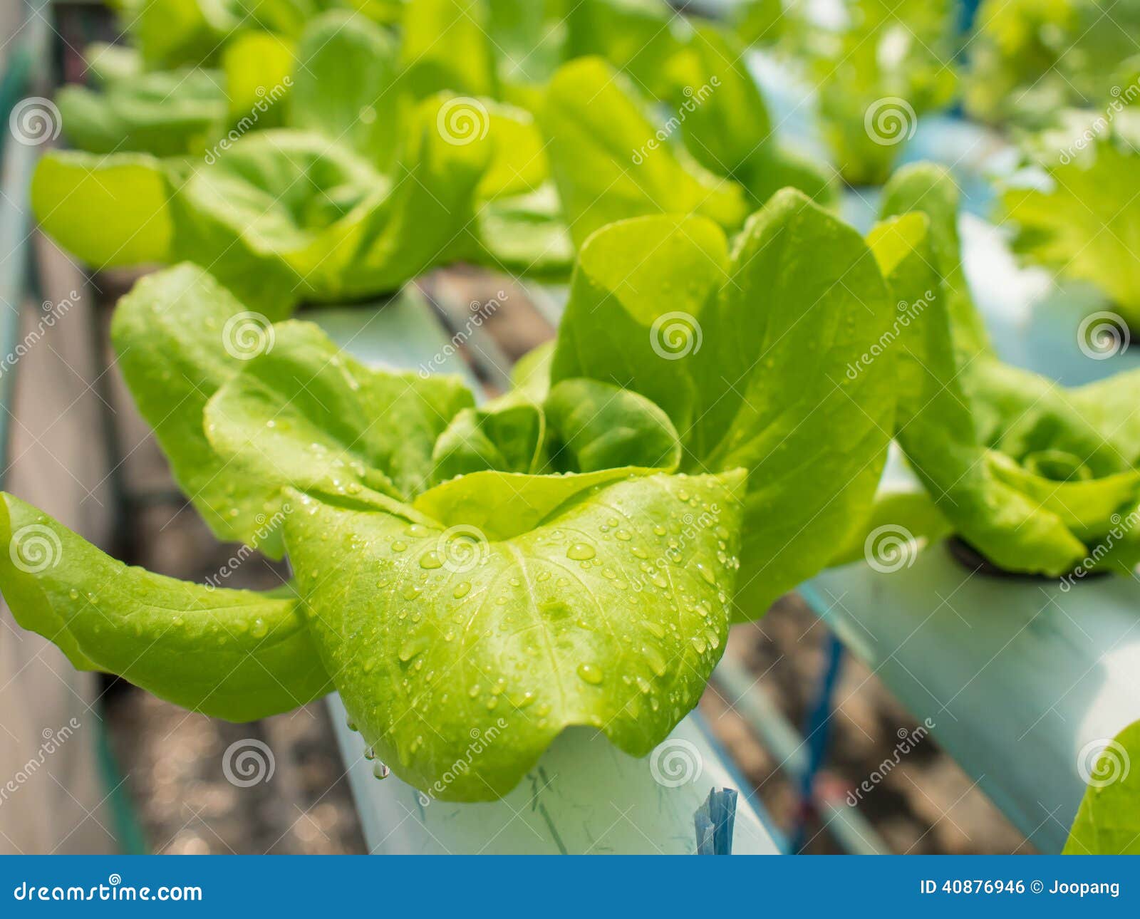 Hydroponic Plants In Vegetable Garden Farm. Royalty-Free Stock Photo ...