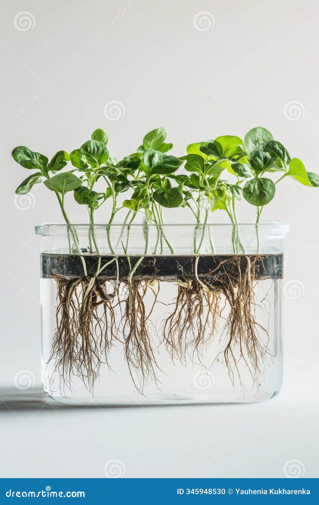 Hydroponic Nutrient Tanks And Pipes For Efficient Farming Royalty-Free ...