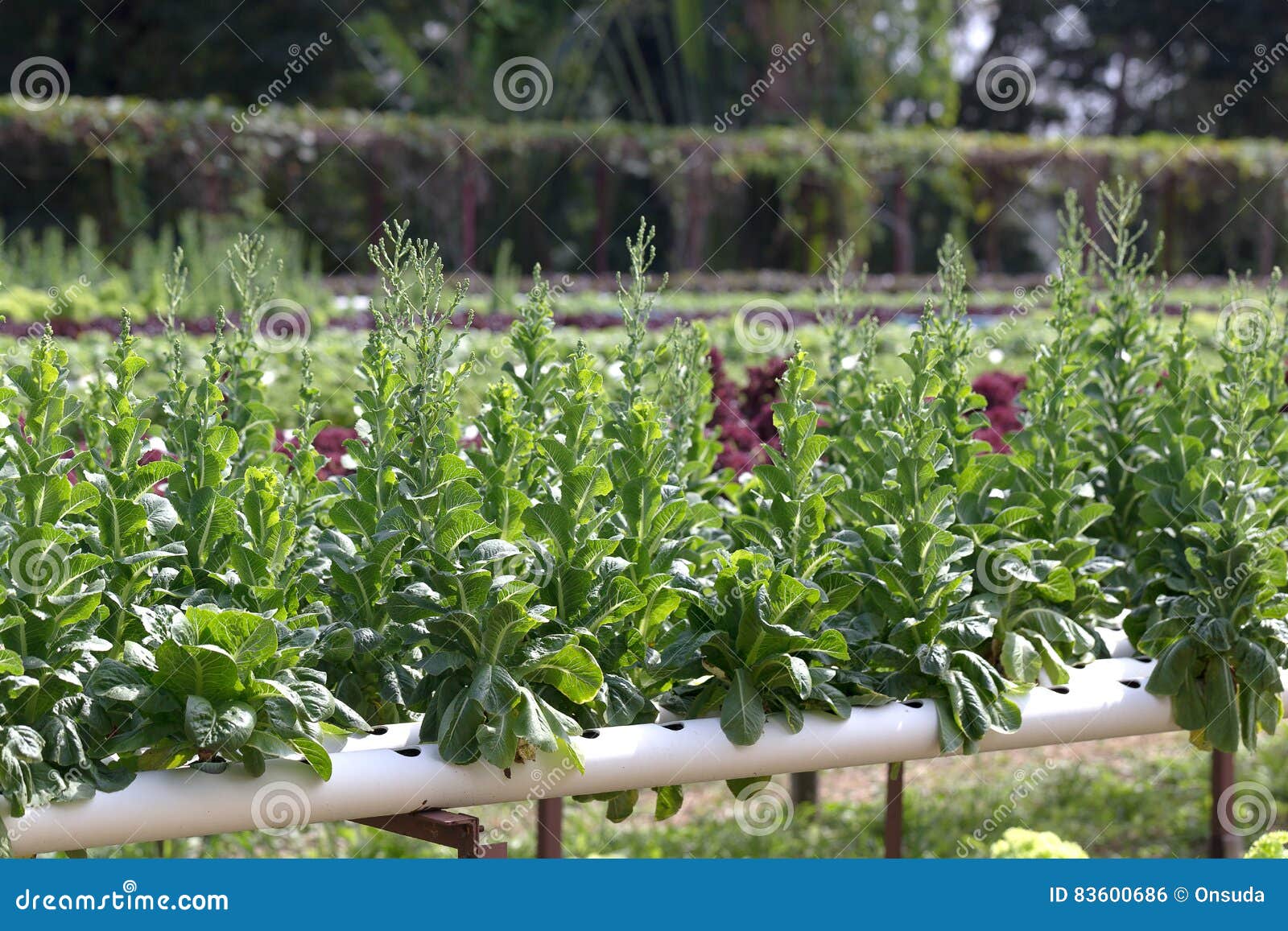 Hydroponic salad farming stock photo. Image of gardening - 83600686