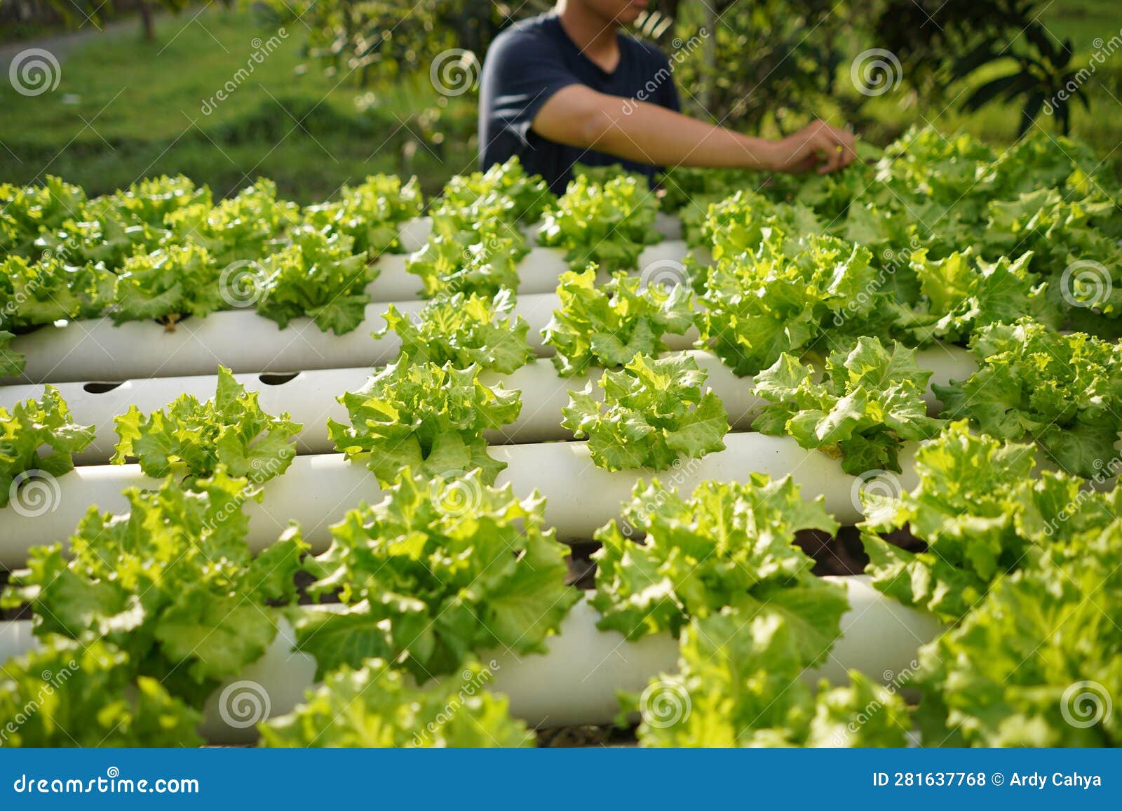 Hydroponic Spinach farm stock photo. Image of spinach - 281637768