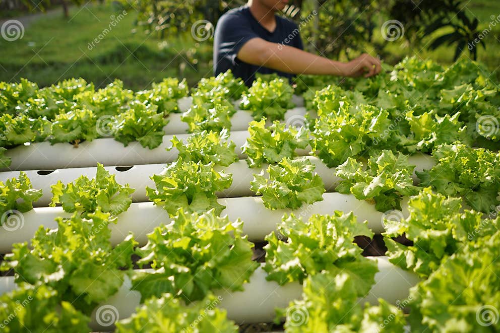 Hydroponic Spinach farm stock photo. Image of spinach - 281637768