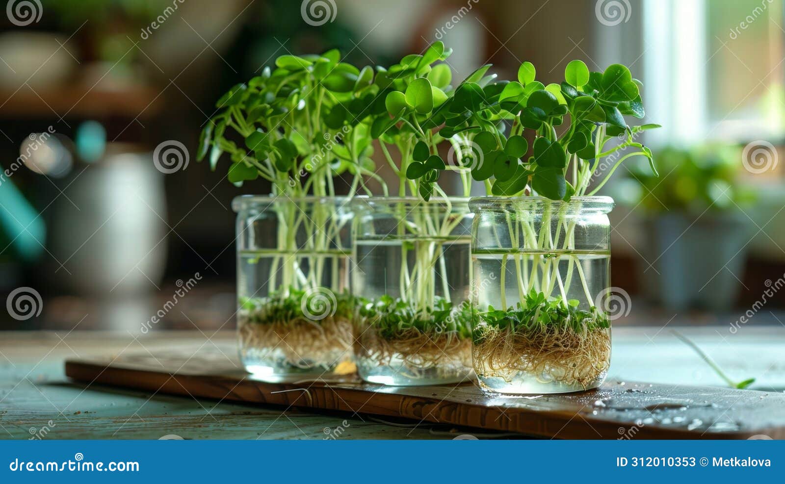 Hydroponic Sprouts with Roots in Glass. Biotechnology, Science of ...
