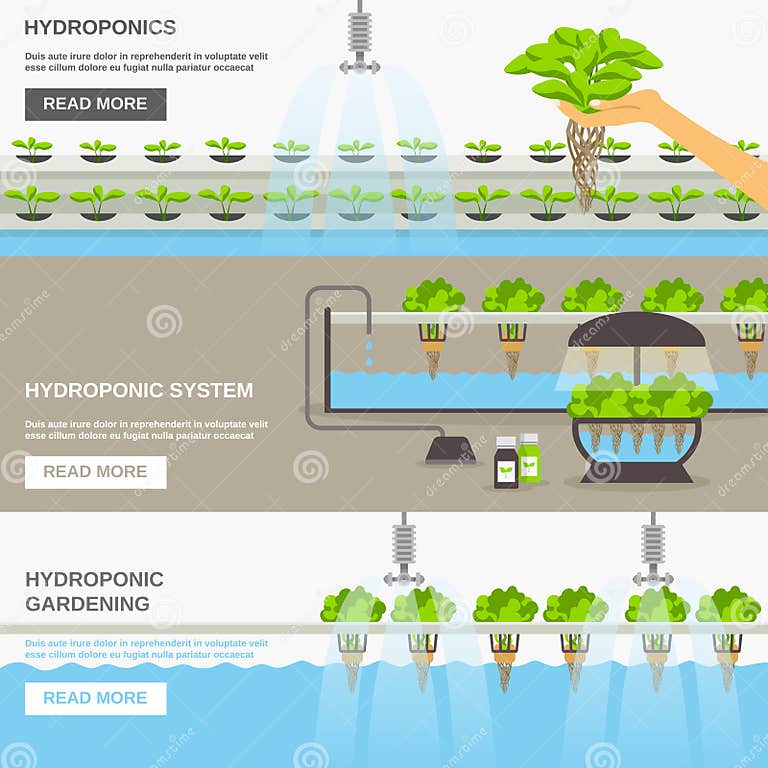 Hydroponic System Illustration Stock Vector - Illustration of garden ...