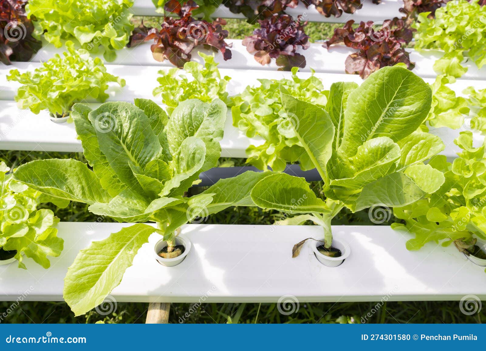 The Hydroponic Technology. Organic Hydroponic Vegetable Cultivation ...
