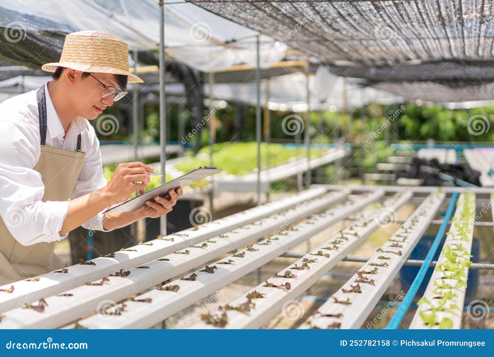 Hydroponic Vegetable Concept, Asian Man Taking Notes of Hydroponic ...