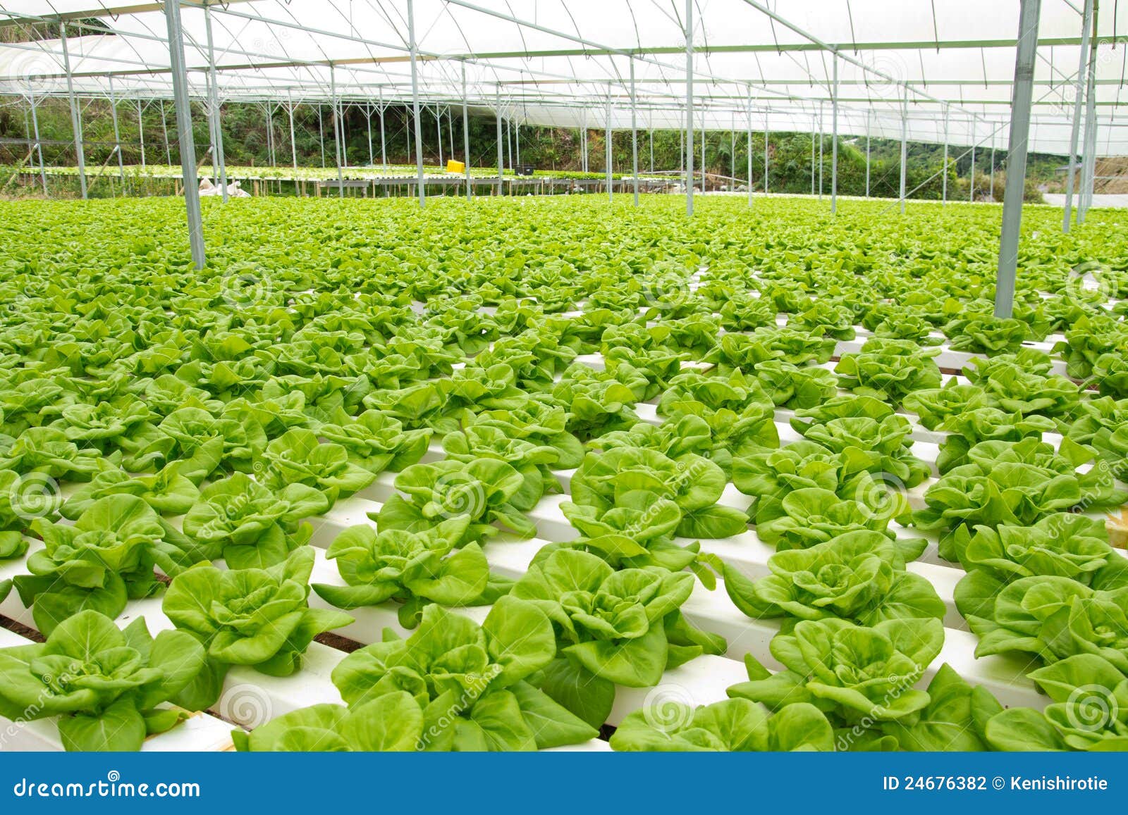 Hydroponic vegetable farm stock photo. Image of farm - 24676382