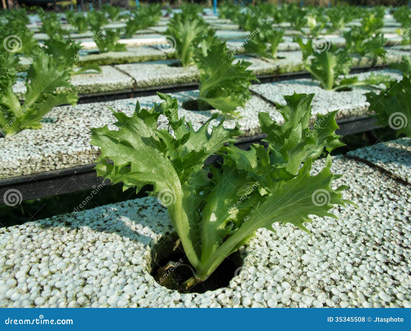 Hydroponic Vegetable (Frillice Iceberg) Stock Photo - Image of cooking ...