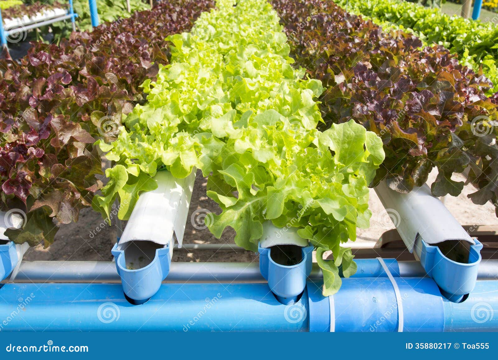 Hydroponic Vegetable Garden Stock Image - Image of growing, fresh: 35880217