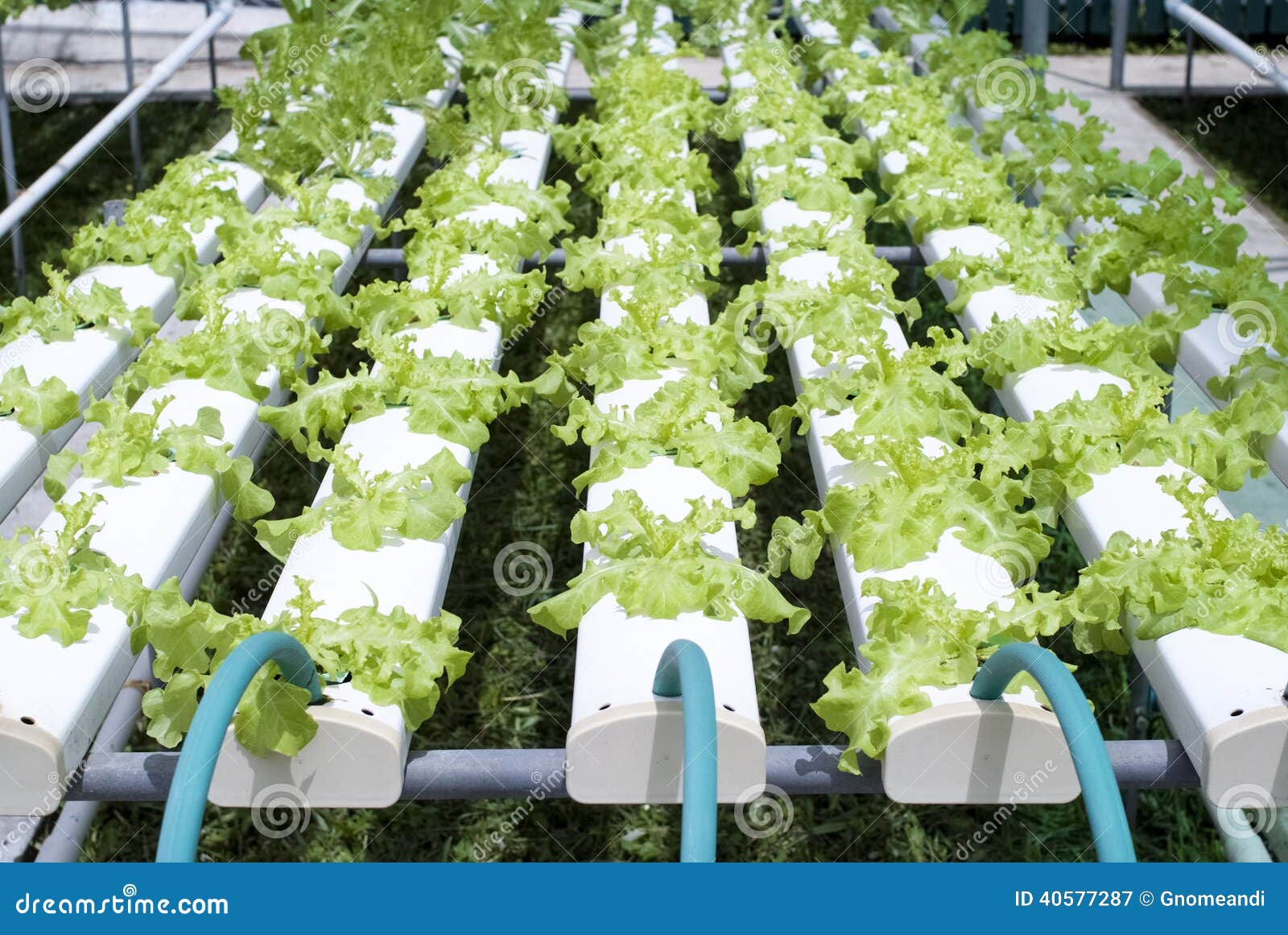Hydroponic Vegetable Gardening Stock Image - Image of plant, hydroponic ...