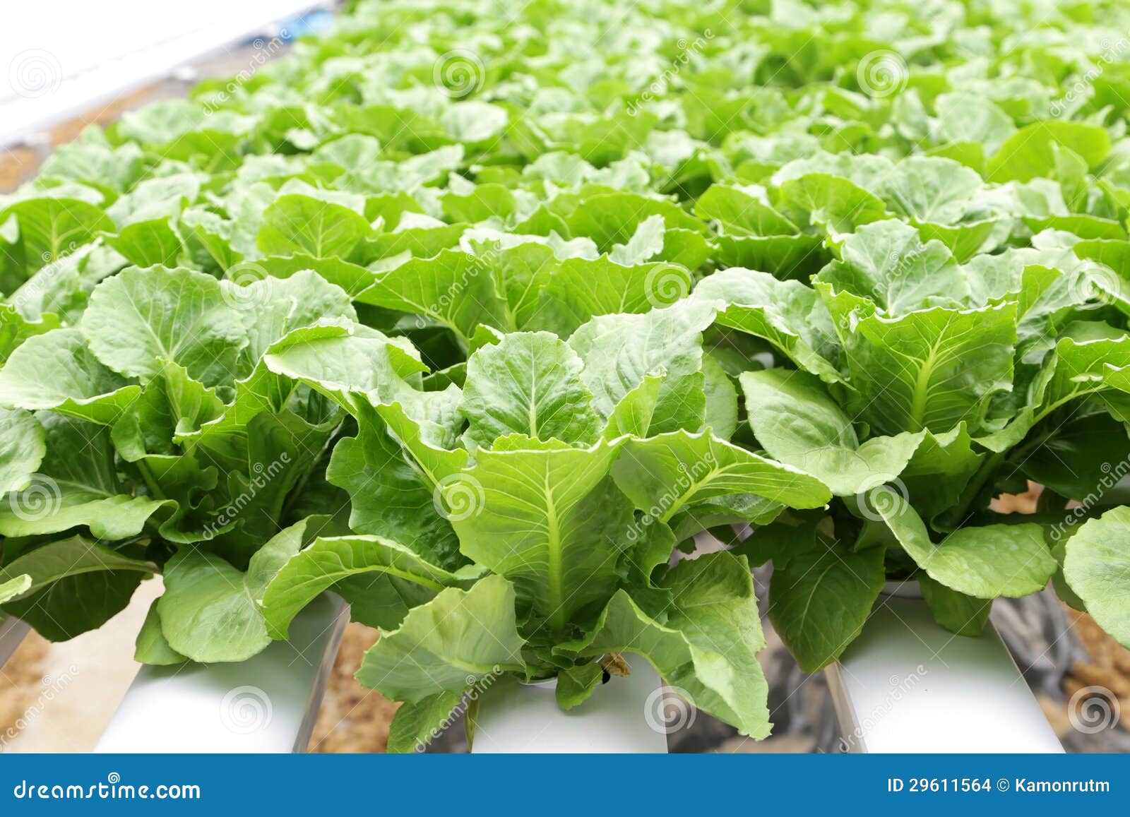 Hydroponic Vegetable (Green Cos) in Farm Stock Photo - Image of ...