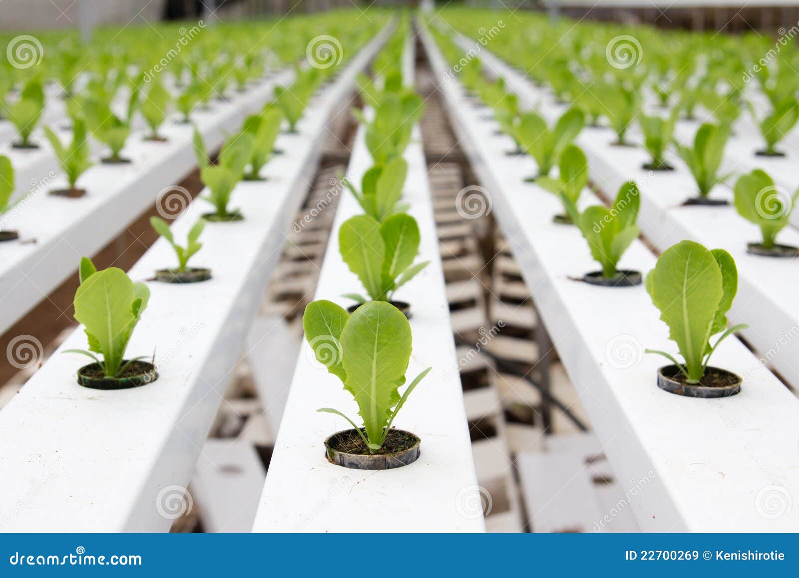Hydroponic Vegetable Plantation Stock Image - Image of agriculture ...