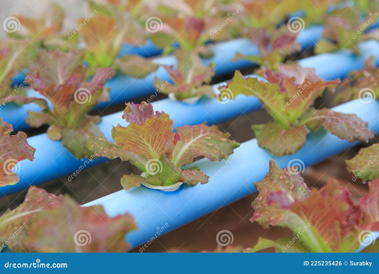 Hydroponic Vegetable Planting, Growing without Soil Stock Photo - Image ...