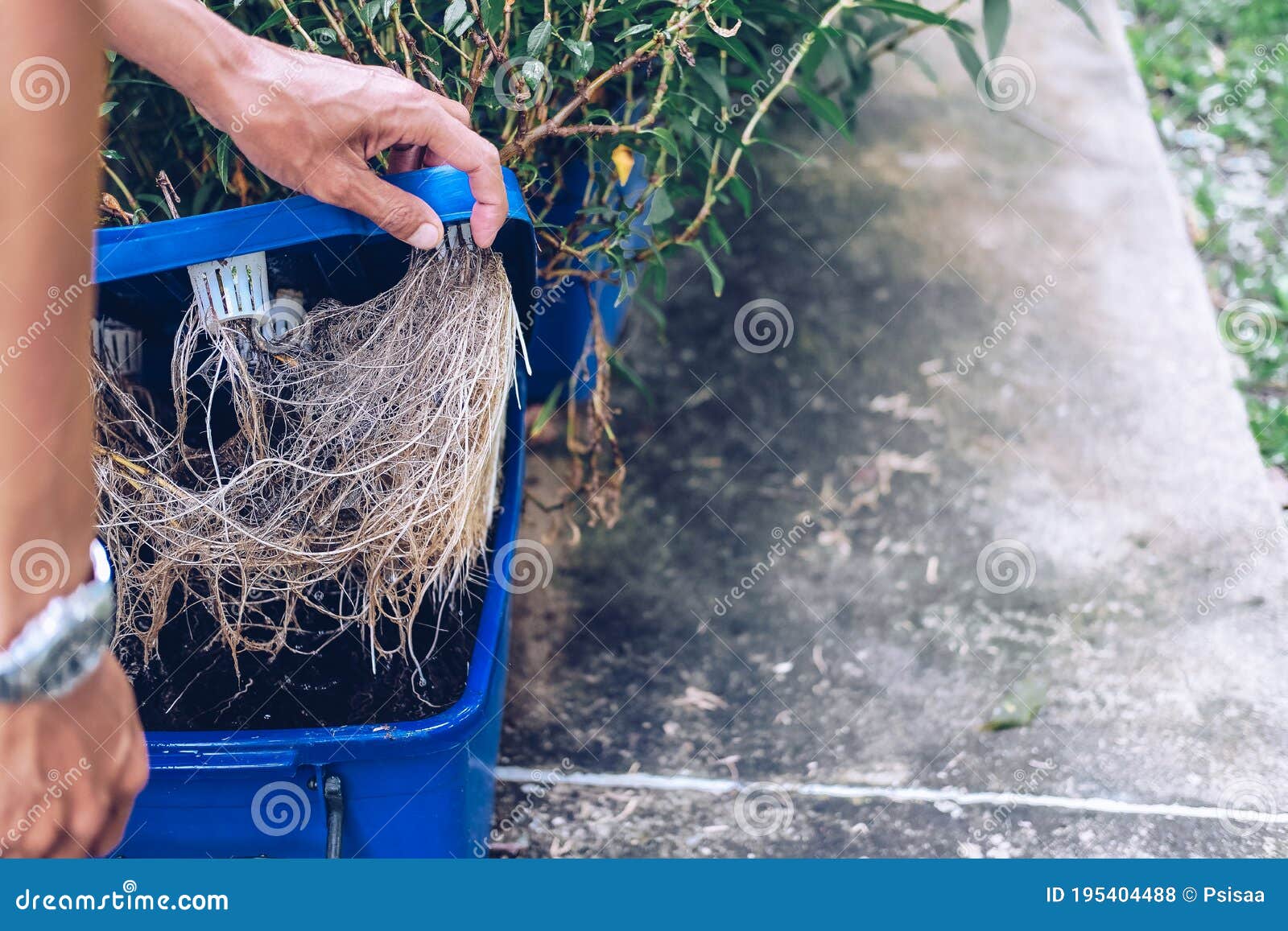 Hydroponic Vegetable Root Growing in Box in Farm Stock Photo - Image of ...