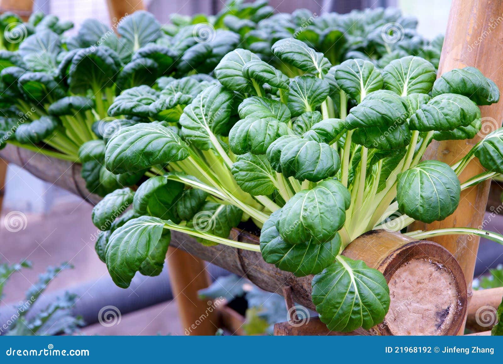 Hydroponic vegetables stock photo. Image of grow, hydroponic - 21968192