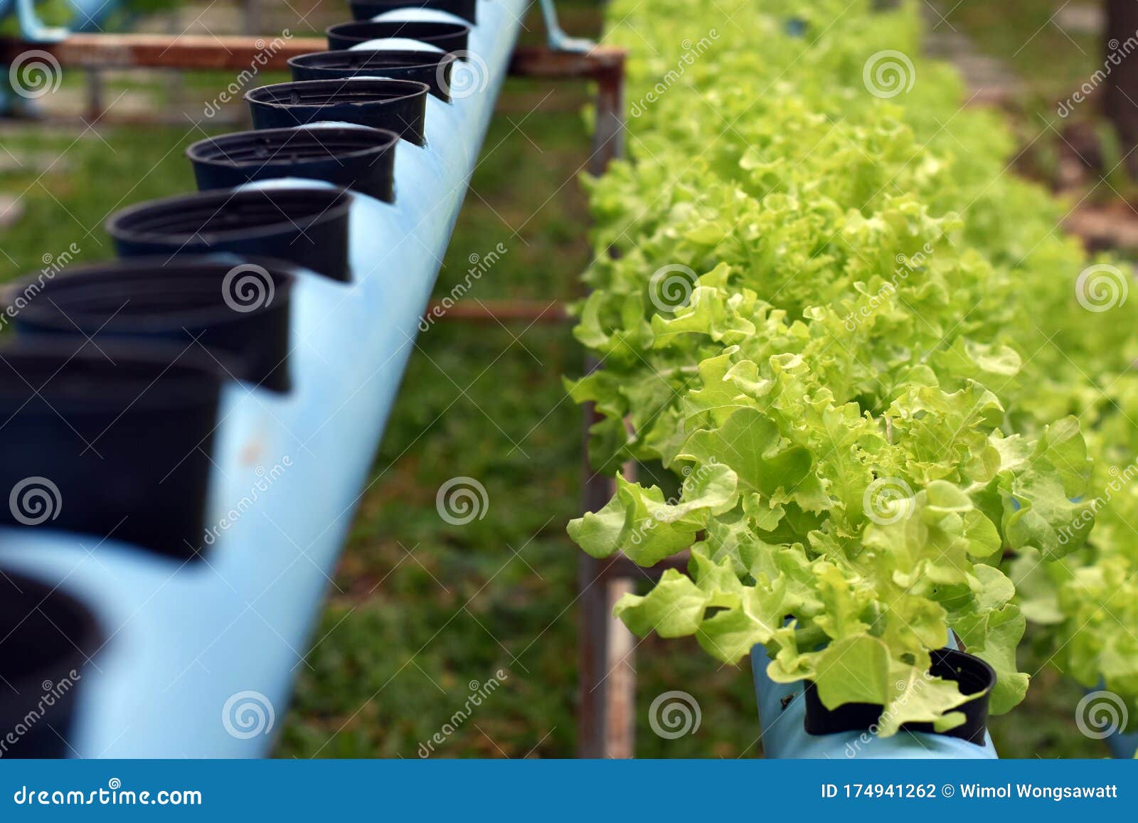 Hydroponic Vegetables in a Black Plastic Pot with Plastic Pipe As ...