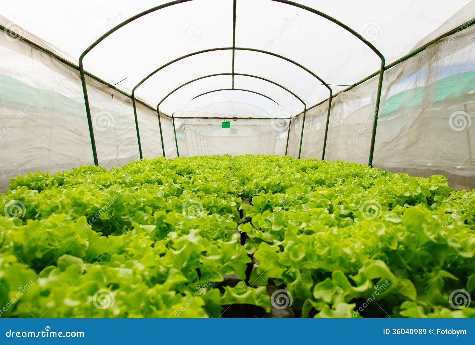 Hydroponic Vegetables in Covered Netting Stock Image - Image of salad ...