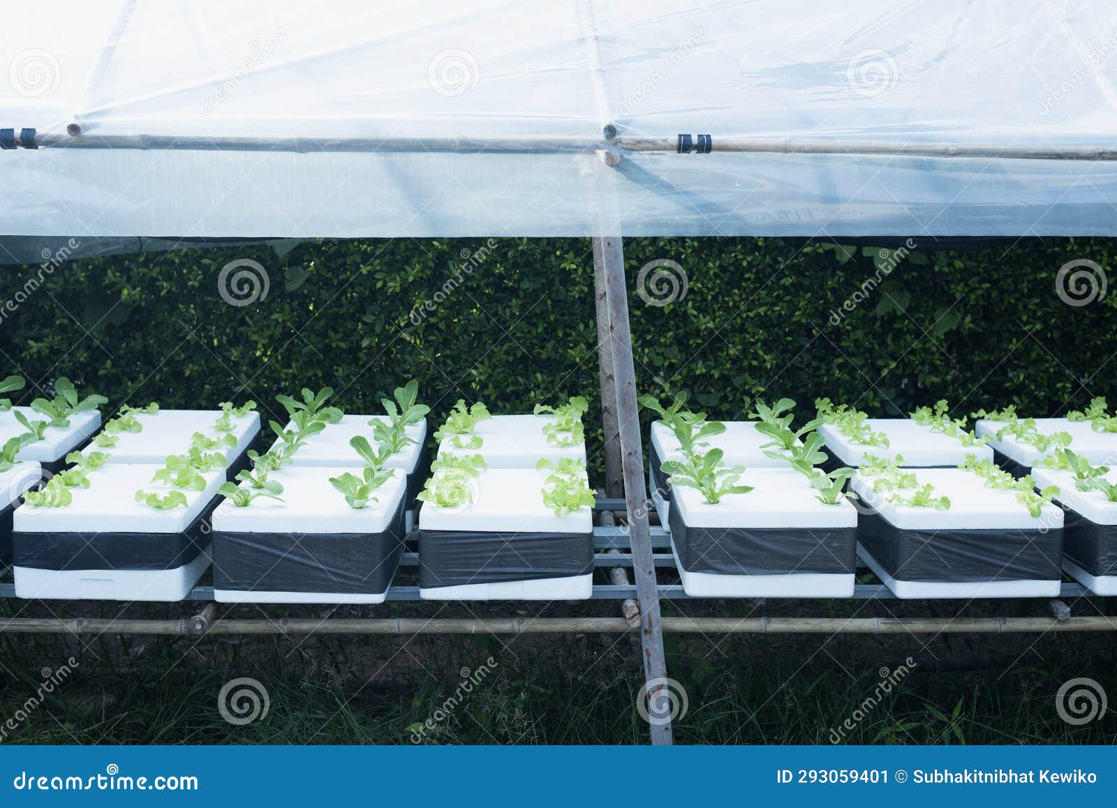 Hydroponic Vegetables in Foam Boxes, Organic Vegetables, Ideas for ...