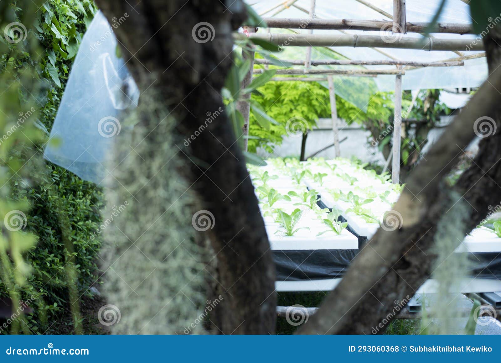 Hydroponic Vegetables in Foam Boxes, Organic Vegetables, Ideas for ...