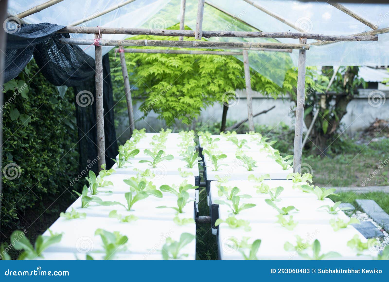 Hydroponic Vegetables in Foam Boxes, Organic Vegetables, Ideas for ...