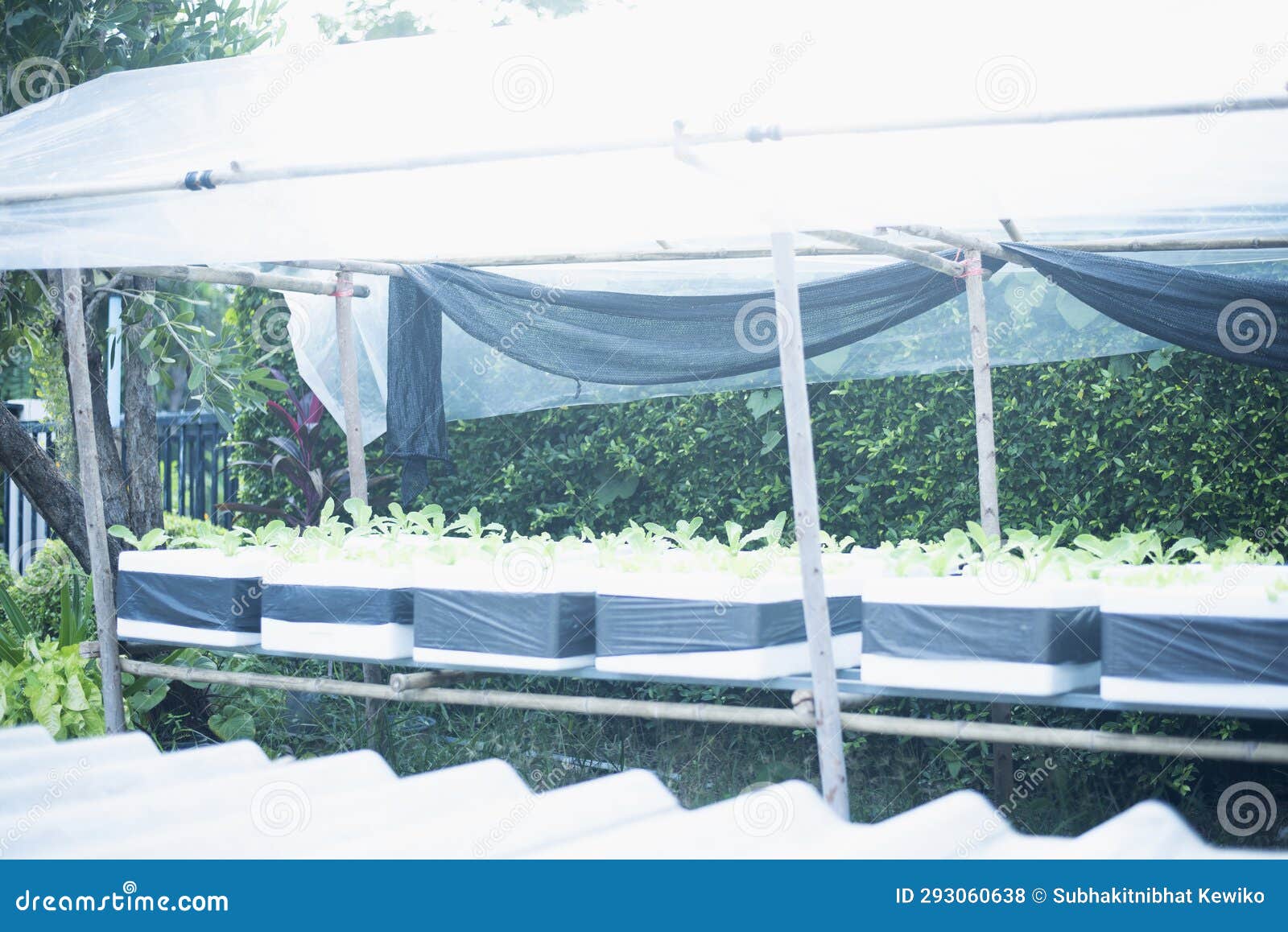 Hydroponic Vegetables in Foam Boxes, Organic Vegetables, Ideas for ...