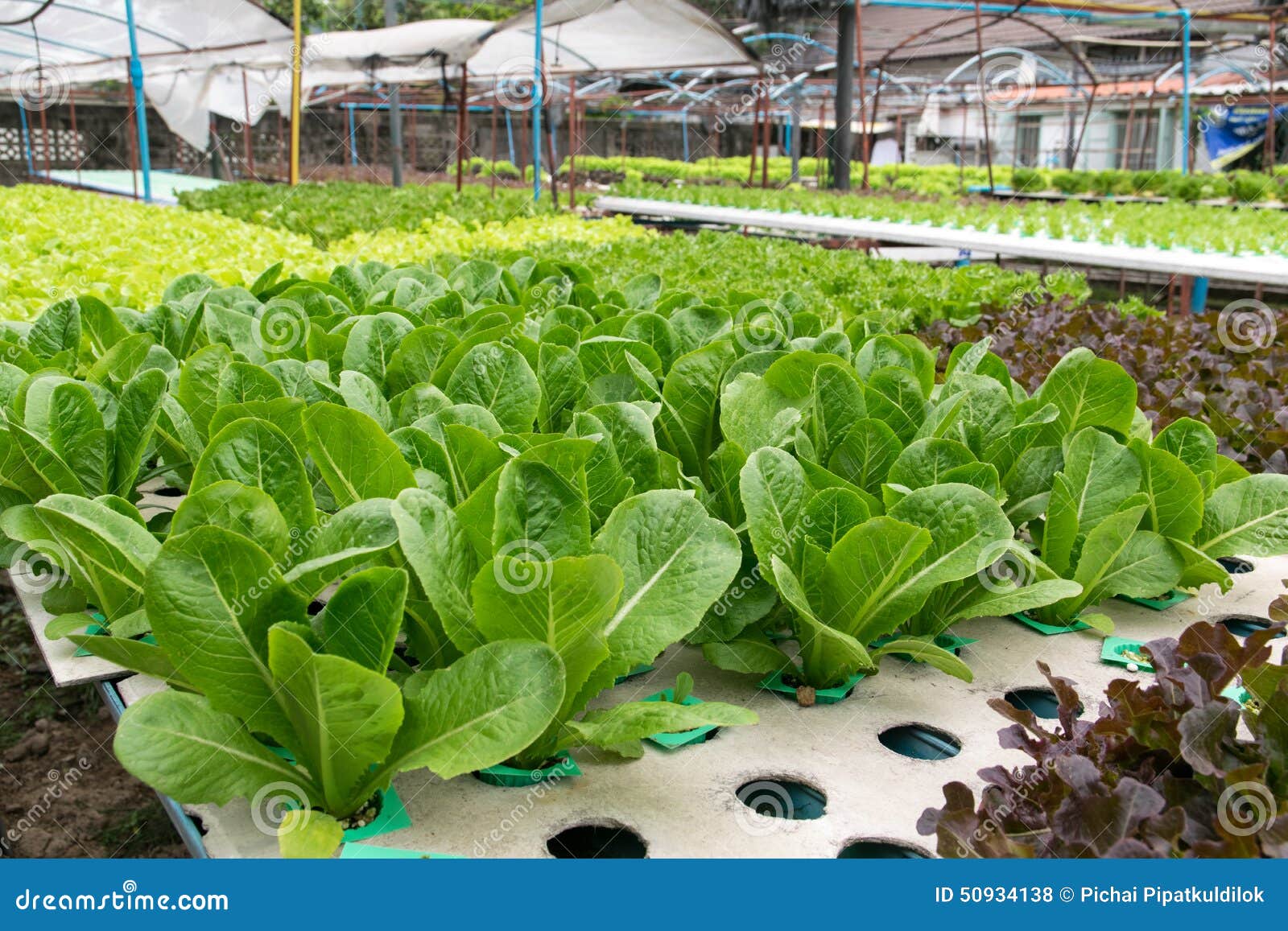 Hydroponic Vegetables Growing in Greenhouse Stock Photo - Image of food ...