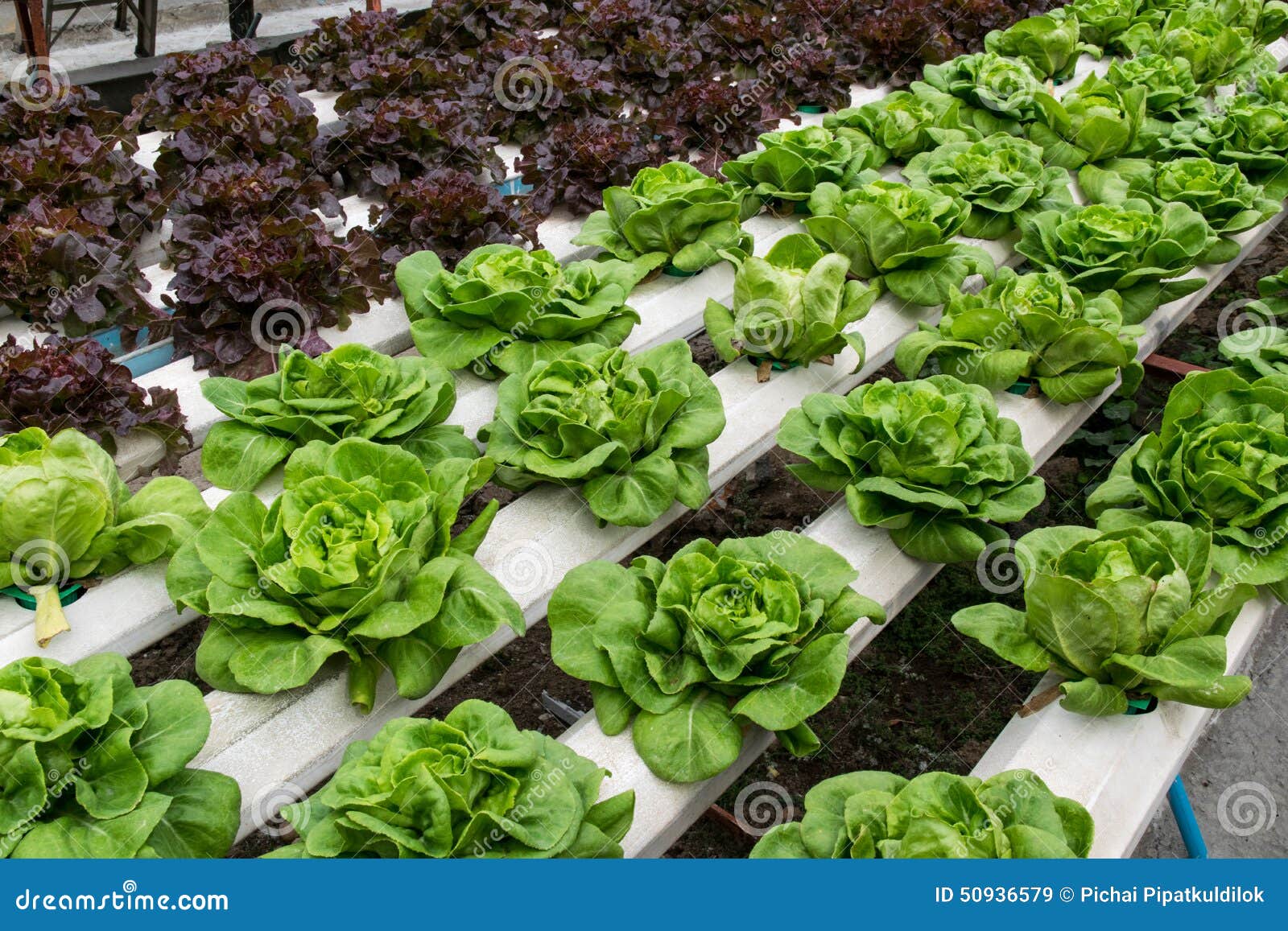 Hydroponic Vegetables Growing in Greenhouse Stock Image - Image of food ...