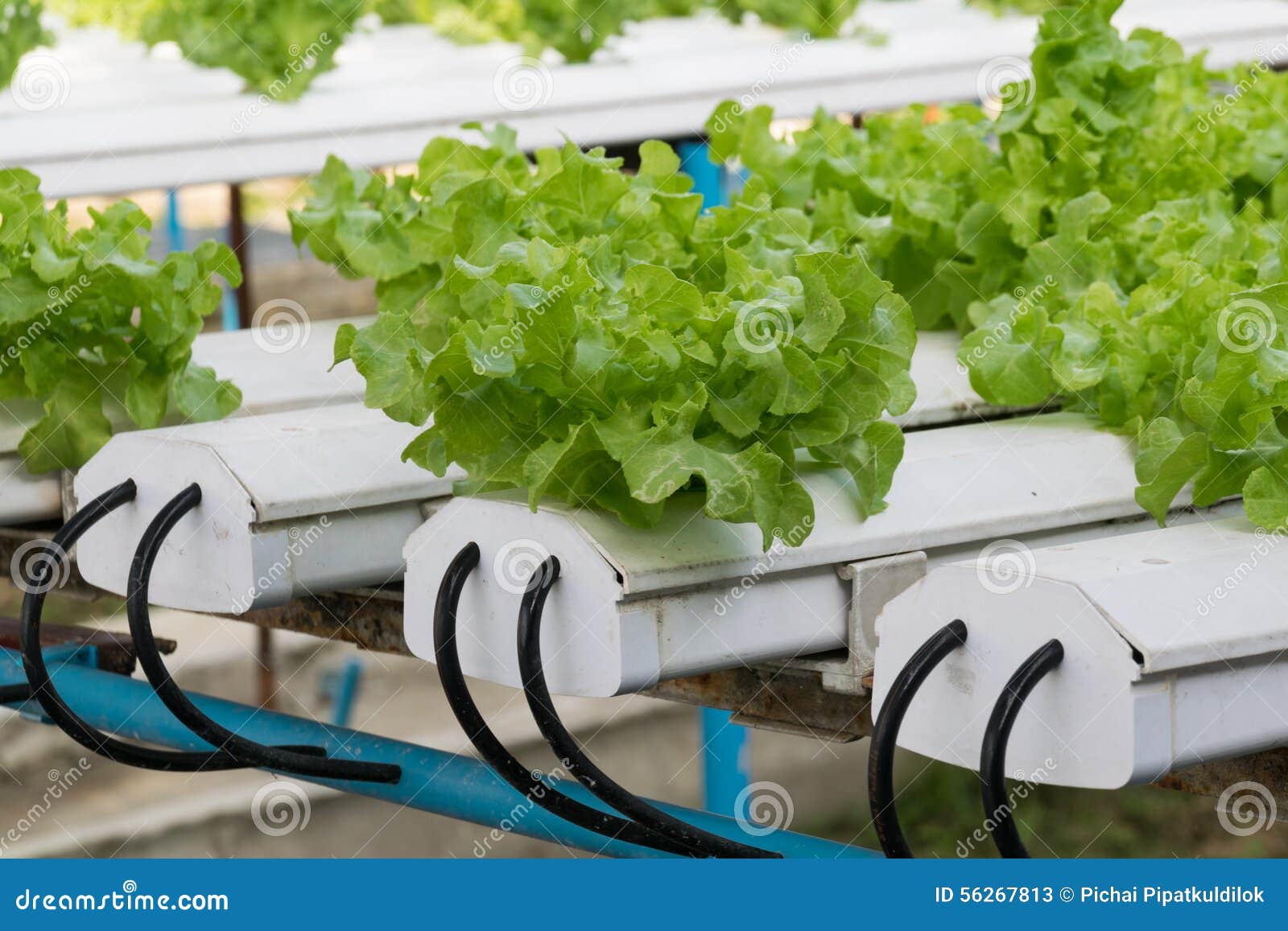 Hydroponic Vegetables Growing in Greenhouse Stock Image - Image of ...