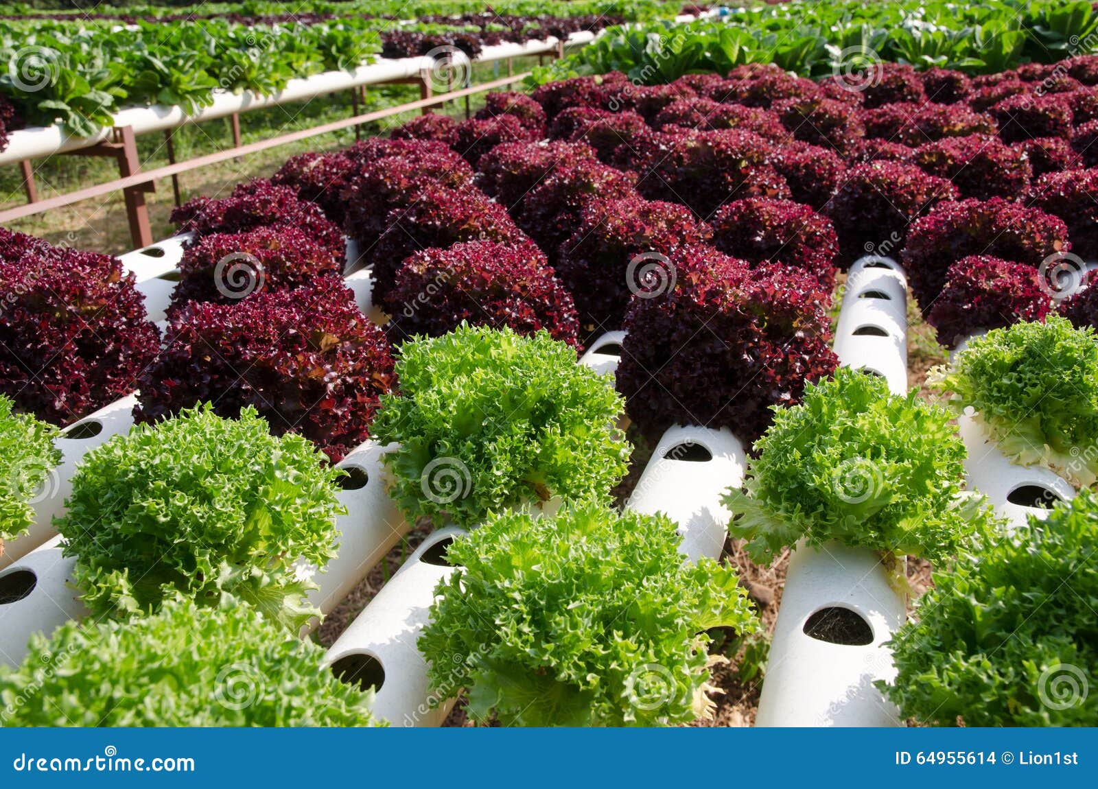 Hydroponic vegetables stock photo. Image of nutrition - 64955614